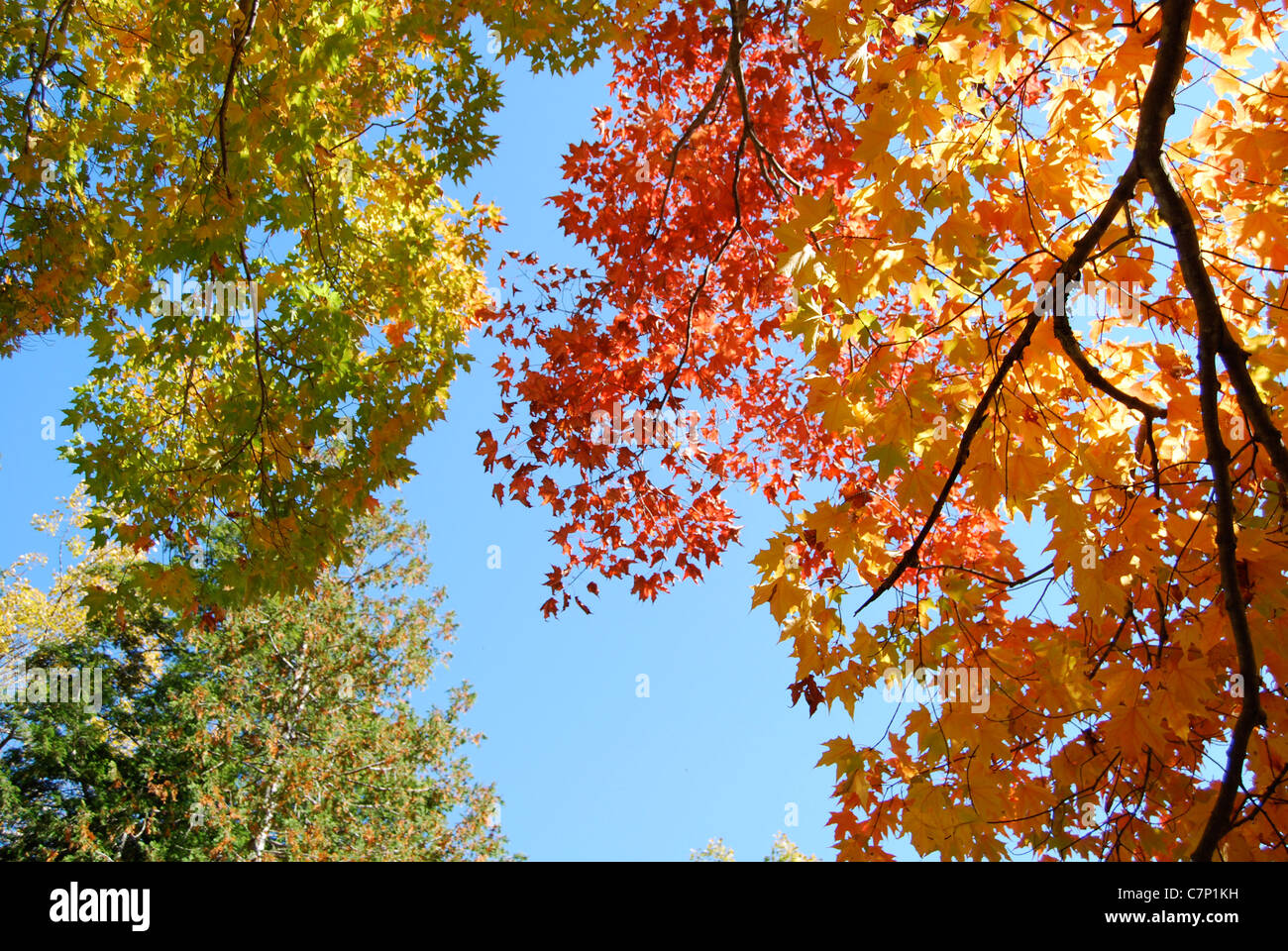 Canopy Of Colourful Leaves High Resolution Stock Photography and Images ...