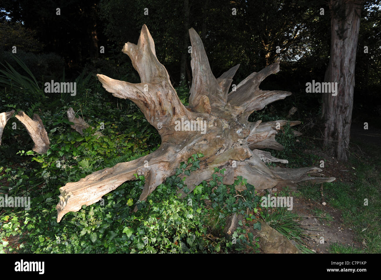 Tree stump and feature hi-res stock photography and images - Alamy