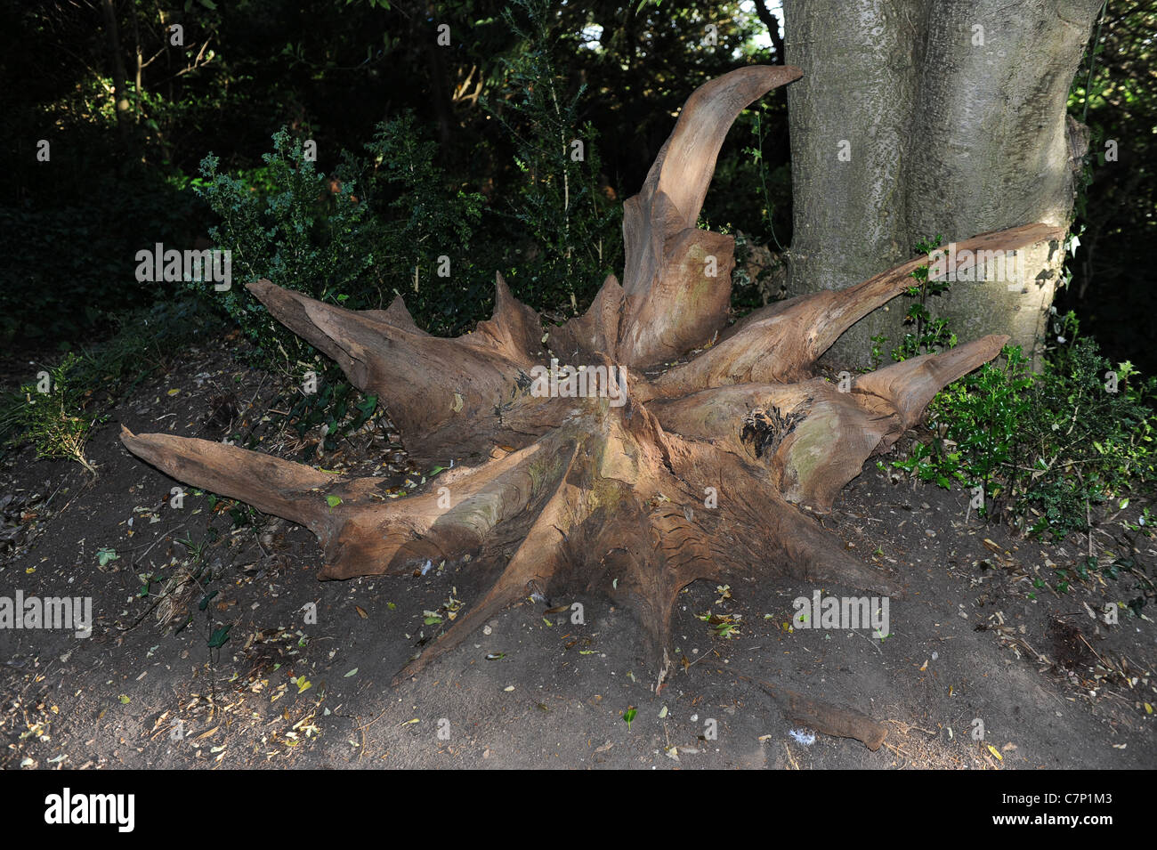 Tree stump and feature hi-res stock photography and images - Alamy