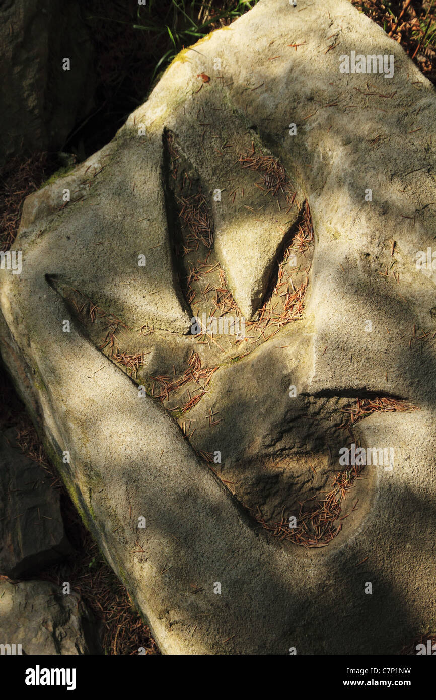 Tyrannosaurus rex footprint hi-res stock photography and images - Alamy