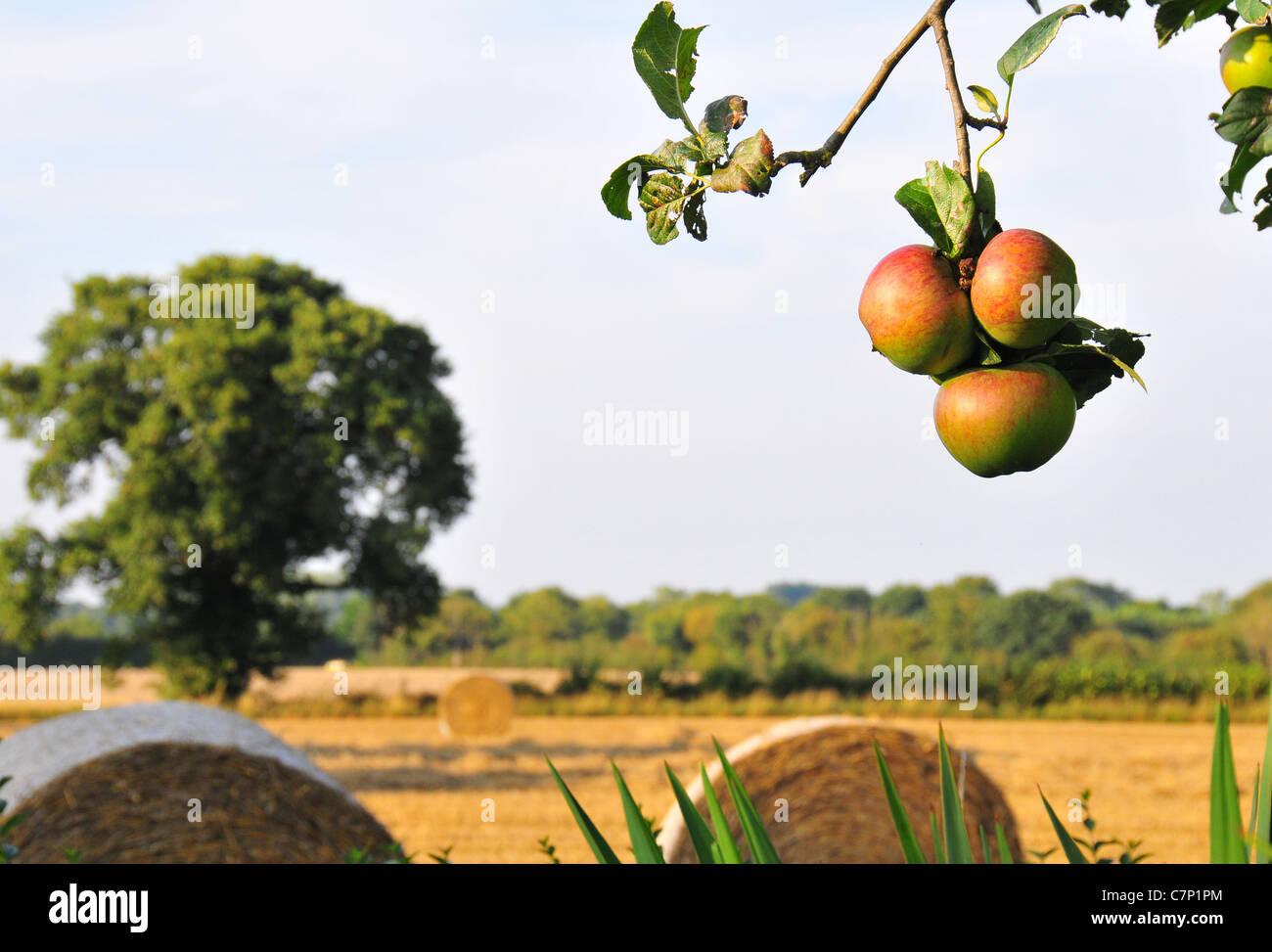 Autumn harvest england hi-res stock photography and images - Alamy