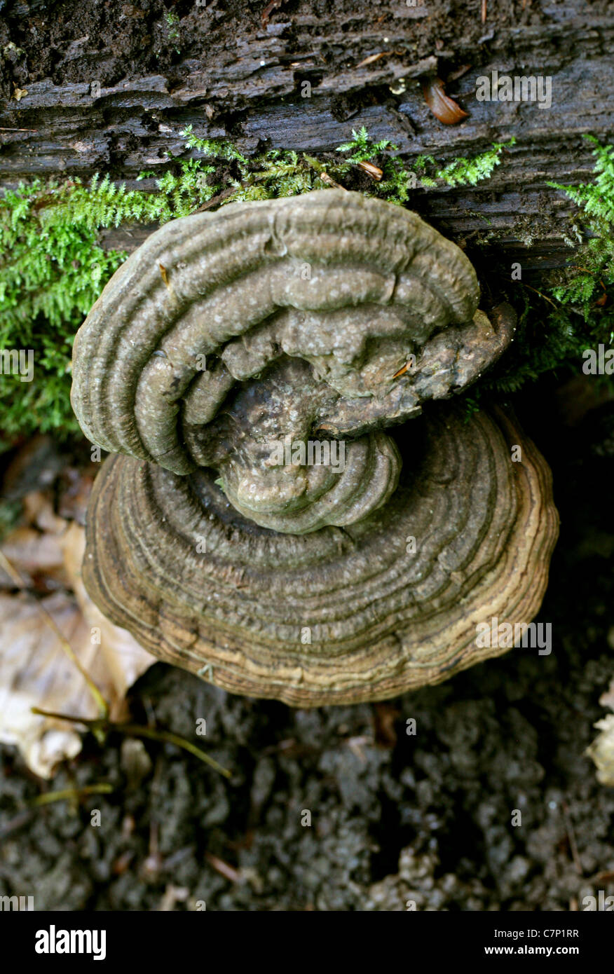 Artists Fungus, Ganoderma applanatum, Ganodermataceae. A Bracket Fungus ...