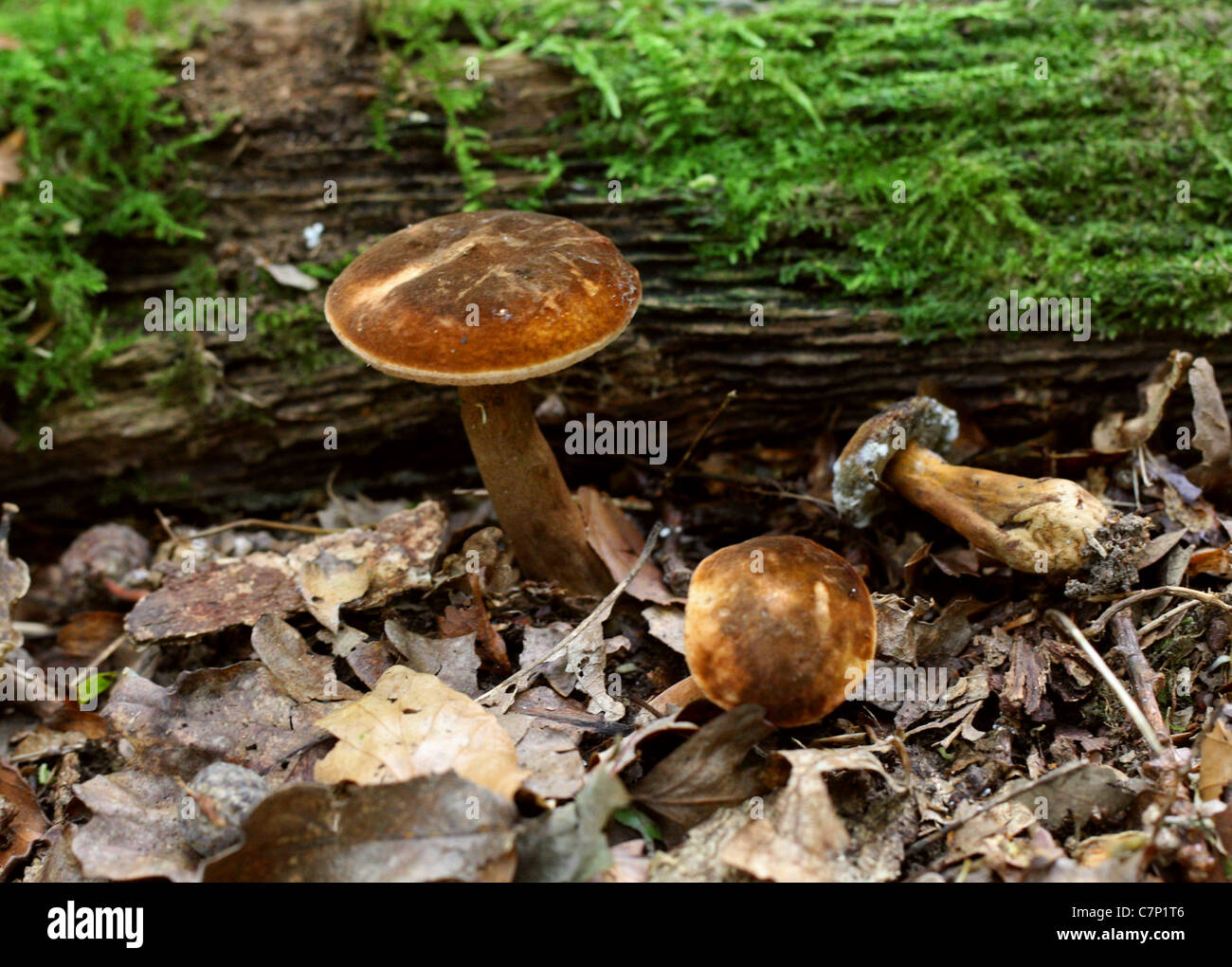 Bay Bolete, Imleria badia (Boletus badius), Boletaceae. Whippendell ...