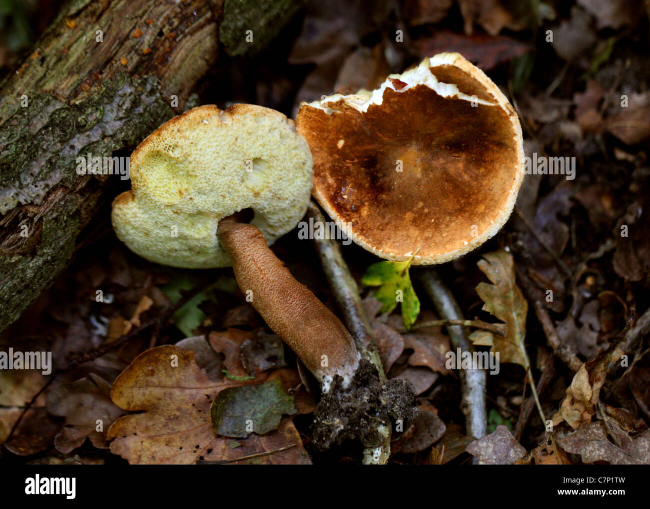 Bay Bolete, Imleria badia (Boletus badius), Boletaceae. Whippendell ...