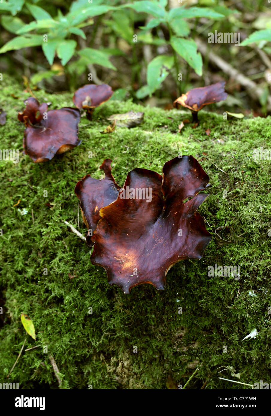 Nigroporus hi-res stock photography and images - Alamy