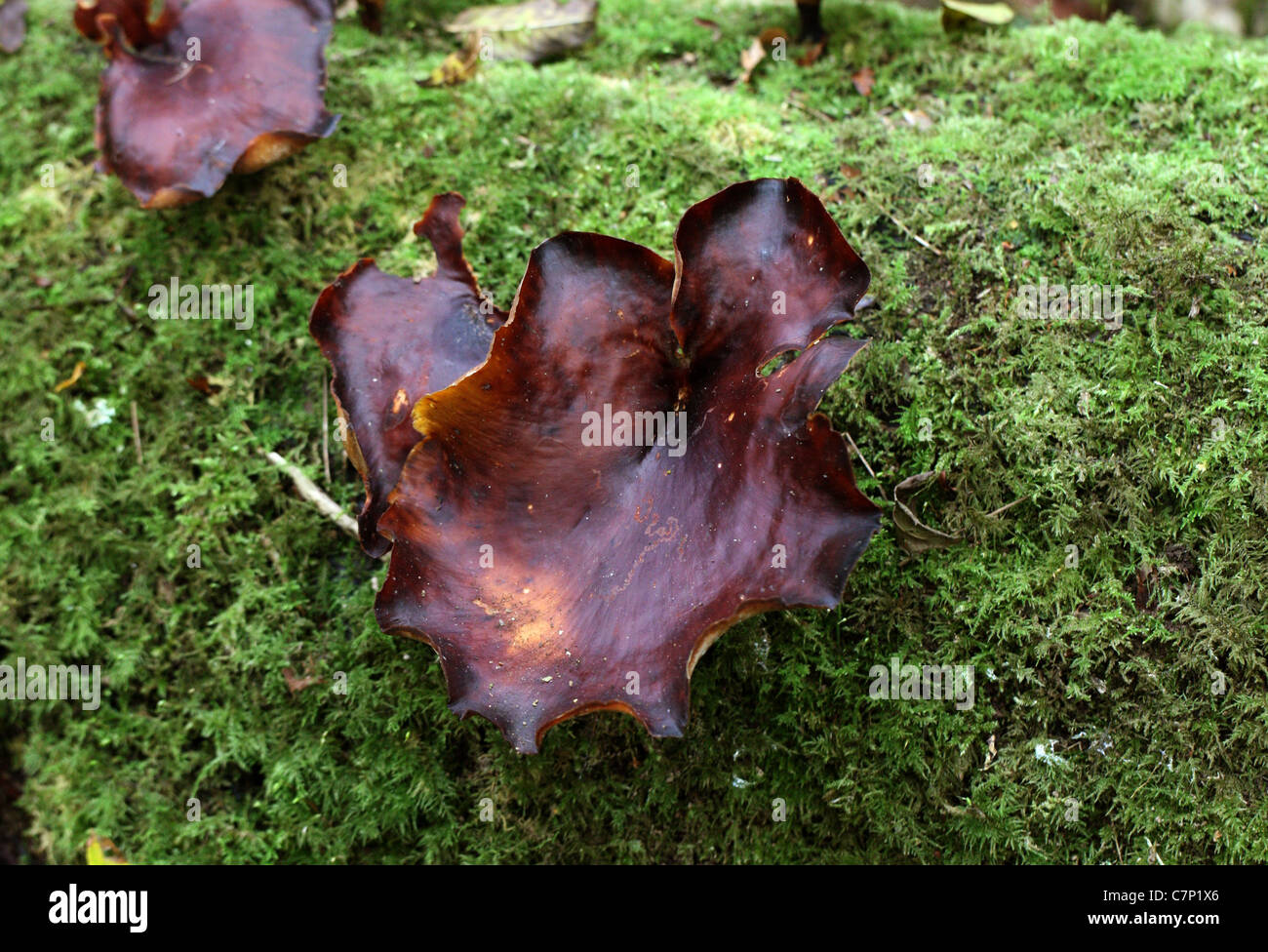 Nigroporus hi-res stock photography and images - Alamy
