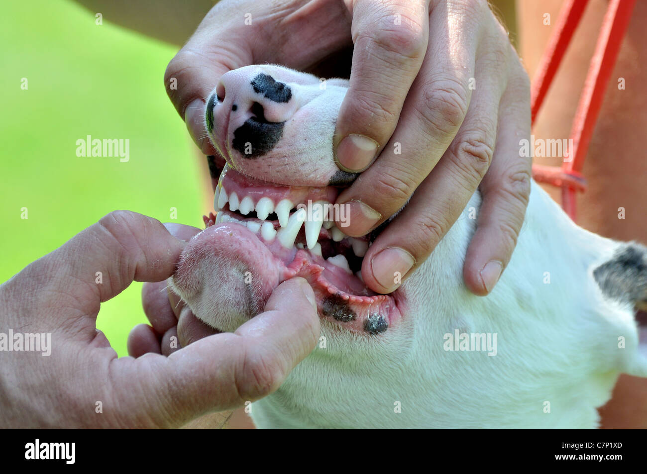 Dangerous dog hi-res stock photography and images - Alamy