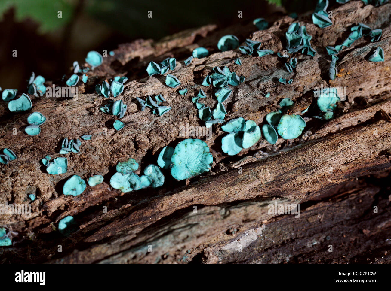 Chlorociboria aeruginascens fungus hi-res stock photography and images ...