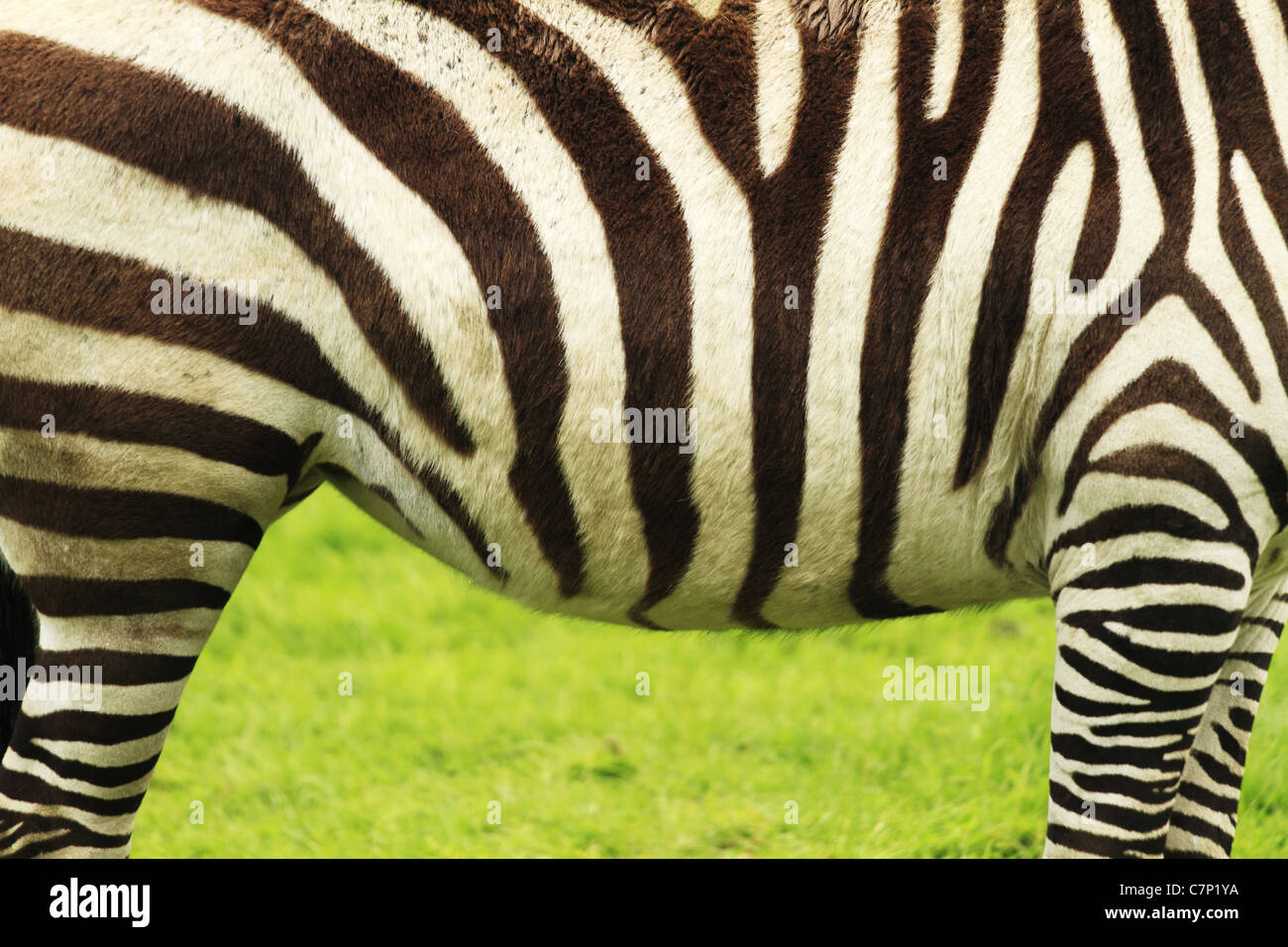 Grant's zebra zoo hi-res stock photography and images - Alamy