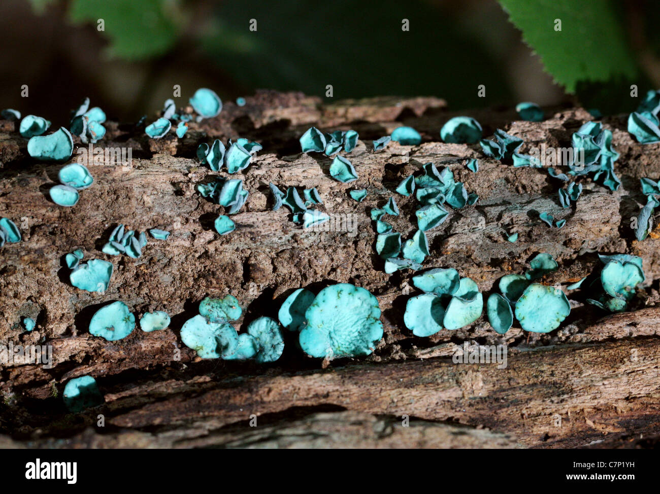 Chlorociboria aeruginascens fungus hi-res stock photography and images ...