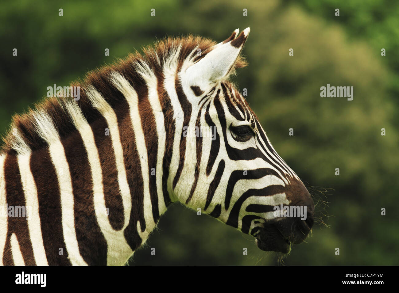 A captive Grant’s Zebra (Latin: Equus burchelli bohmi) at Fota Wildlife ...