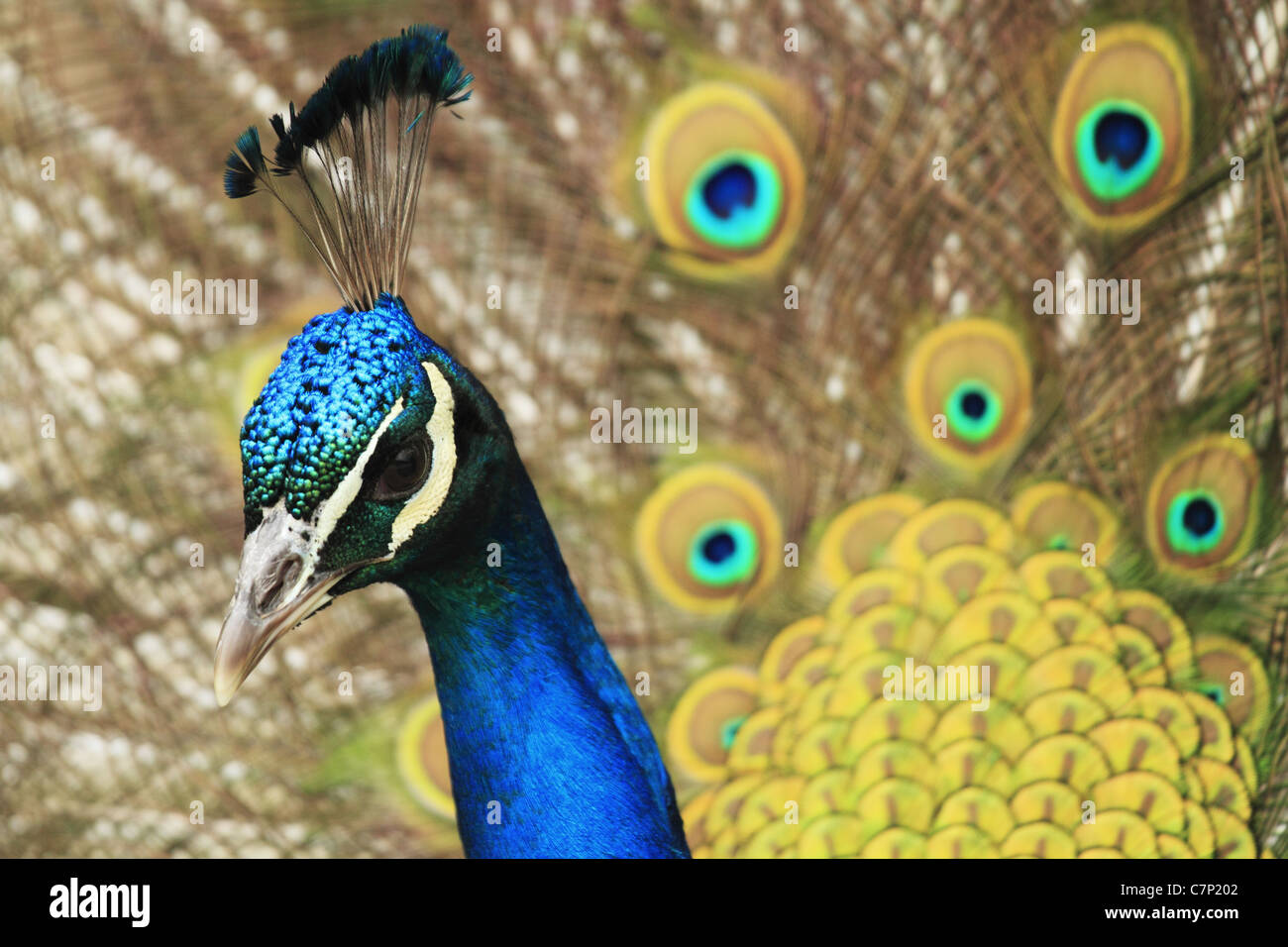 A male India Blue Peafowl, AKA Peacock, displays its spectacular ...