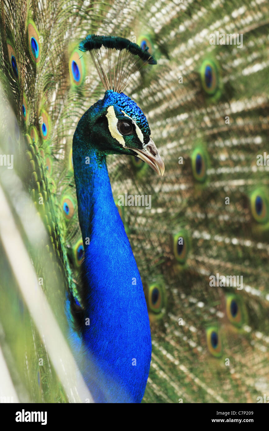 A male India Blue Peafowl, AKA Peacock, displays its spectacular ...