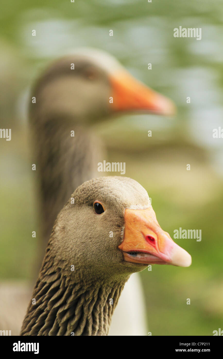 Greylag Geese (Latin name: Anser anser Stock Photo - Alamy
