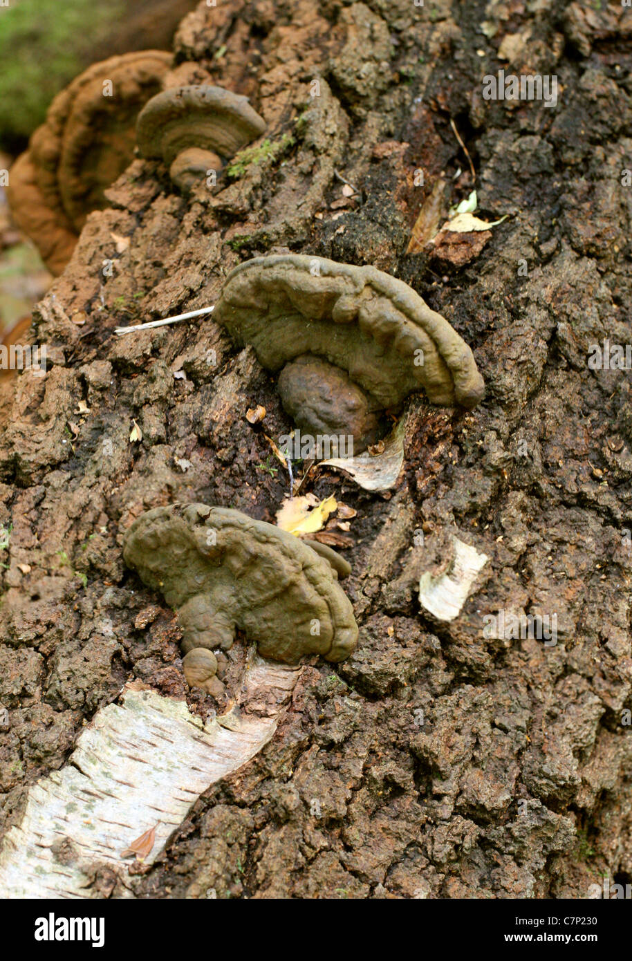 Southern Bracket Fungus, Ganoderma adspersum, Ganodermataceae. On ...