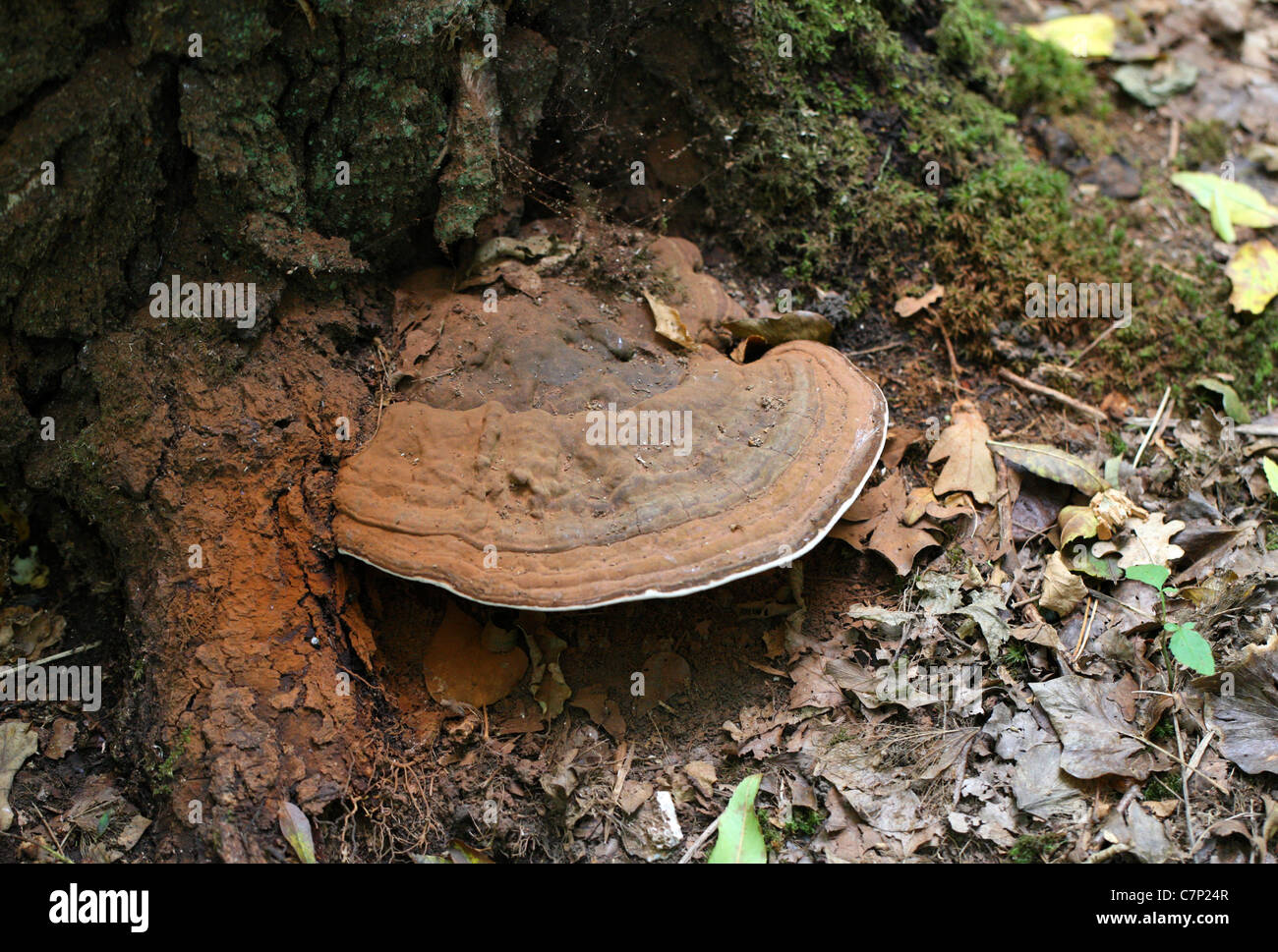 Southern Bracket Fungus, Ganoderma adspersum, Ganodermataceae Stock ...