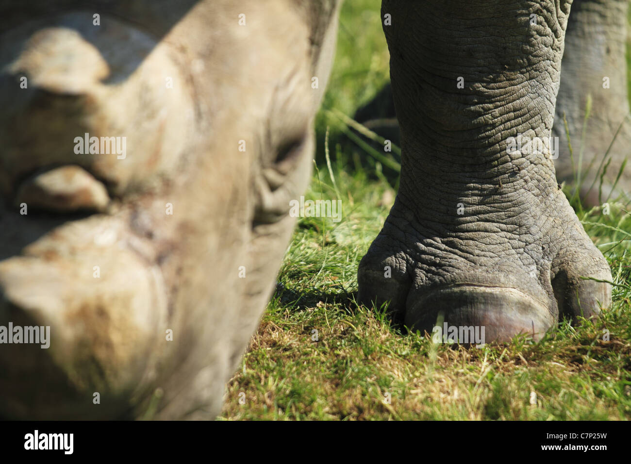 Hoof crack hi-res stock photography and images - Alamy