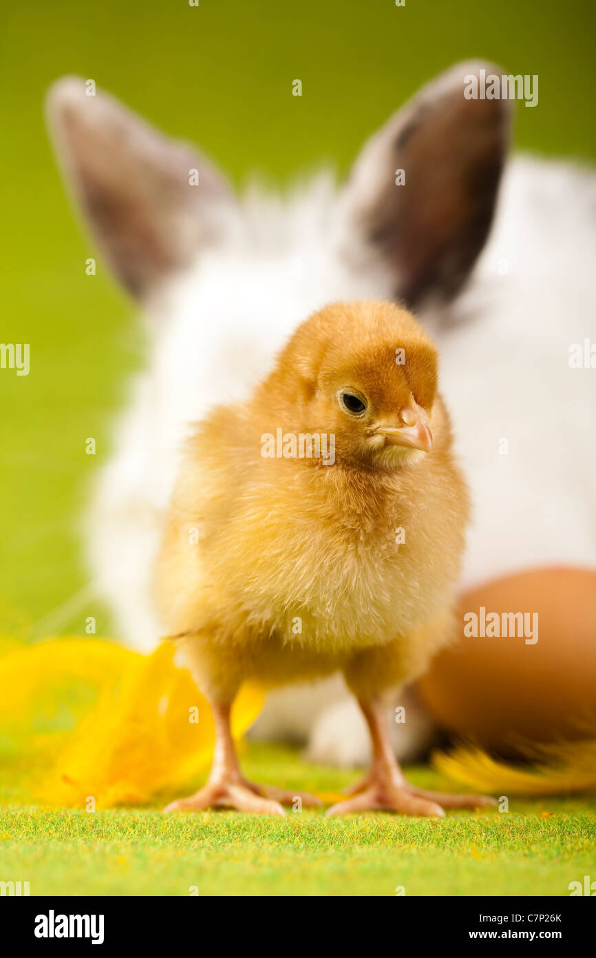 Easter bunny on chick green background Stock Photo - Alamy