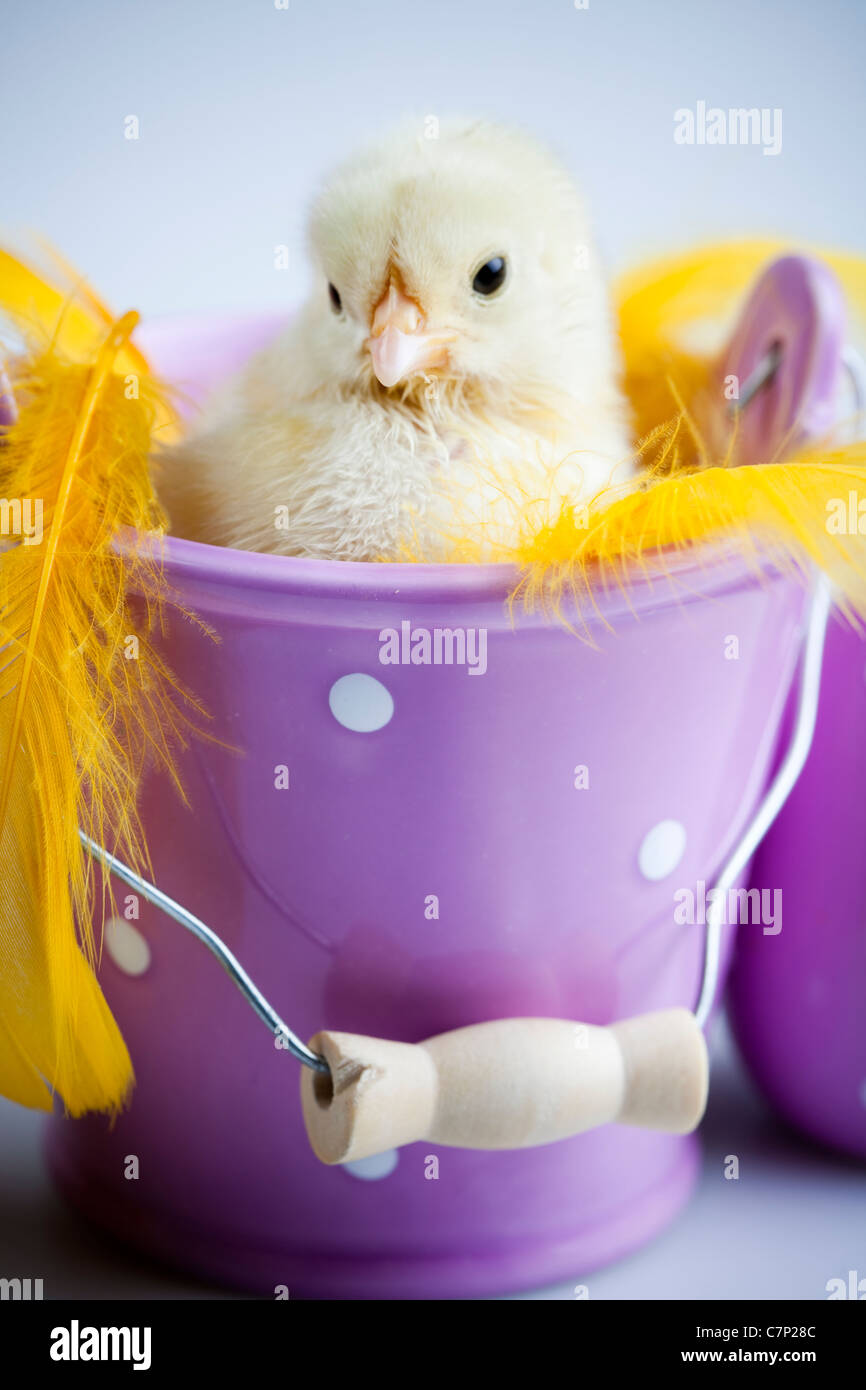 Chickens in fluff poultry hi-res stock photography and images - Alamy