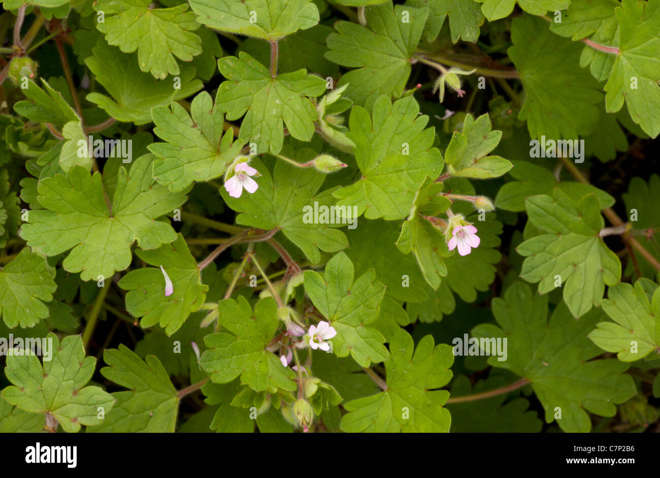 Round-leaved Crane's Bill Geranium rotundifolium, Breckland Stock Photo ...