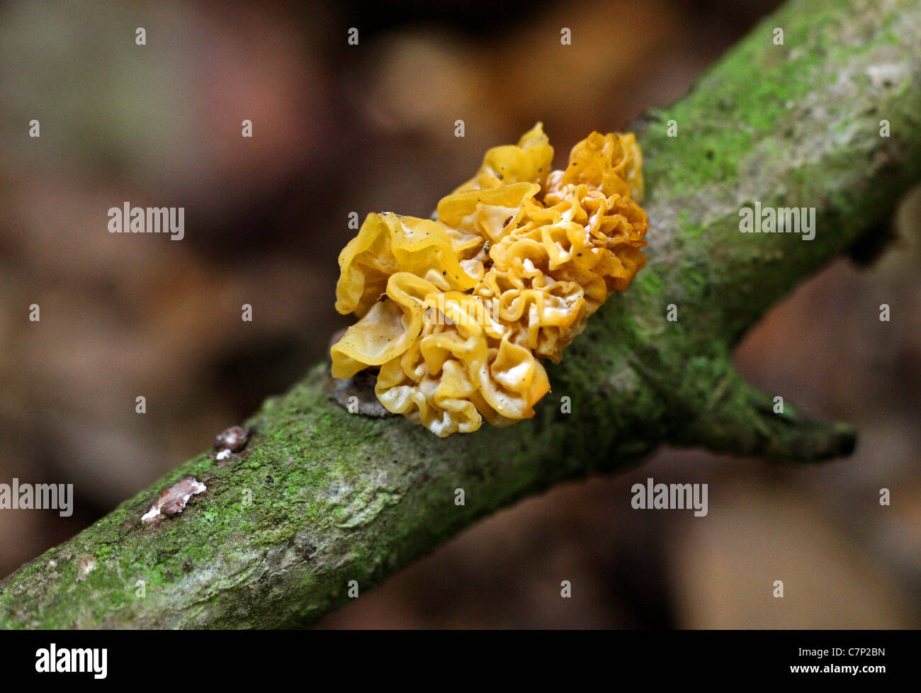 Brain mushroom hi-res stock photography and images - Alamy