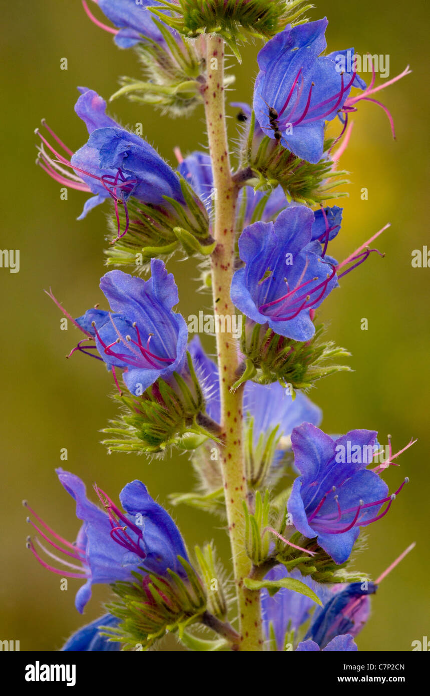 Vipers bugloss flower echium vulgare blue flower hi-res stock ...