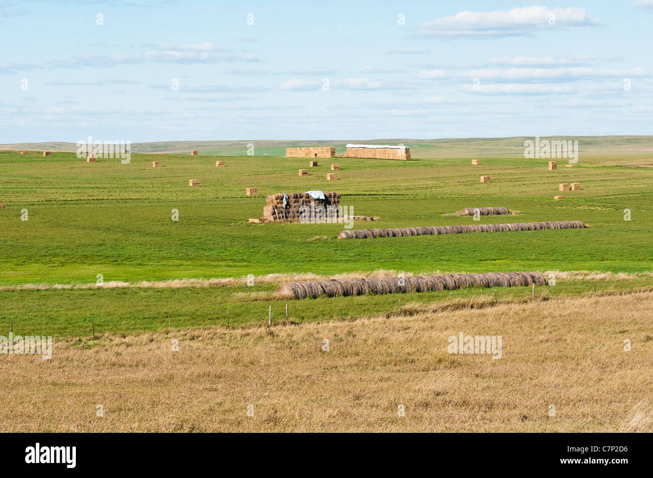 Alfalfa in square bales are stacked for storage in an alfalfa field in ...