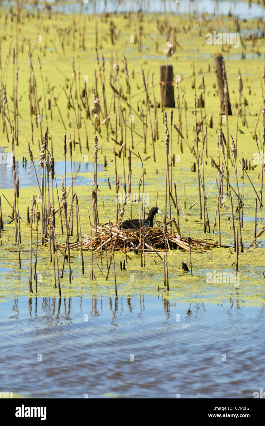 American coot nest hi-res stock photography and images - Alamy