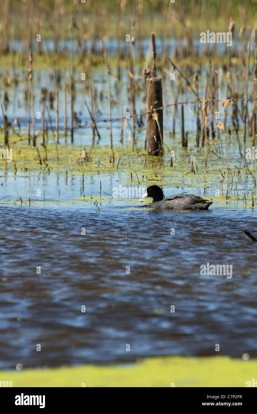 American Coot swimming in a small marsh alongside the road ...