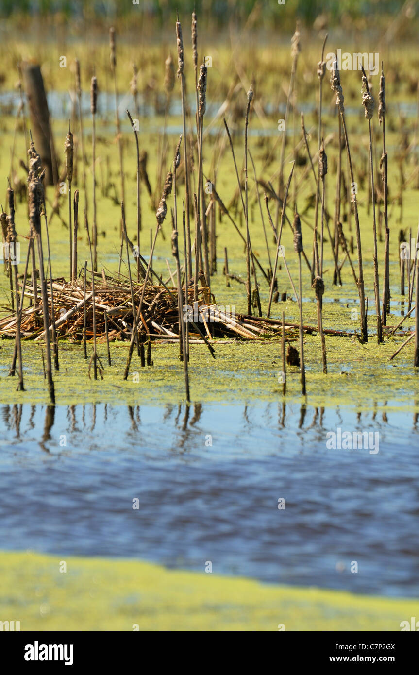 American Coot nest in a marsh, Saskatcewan Canada Stock Photo - Alamy