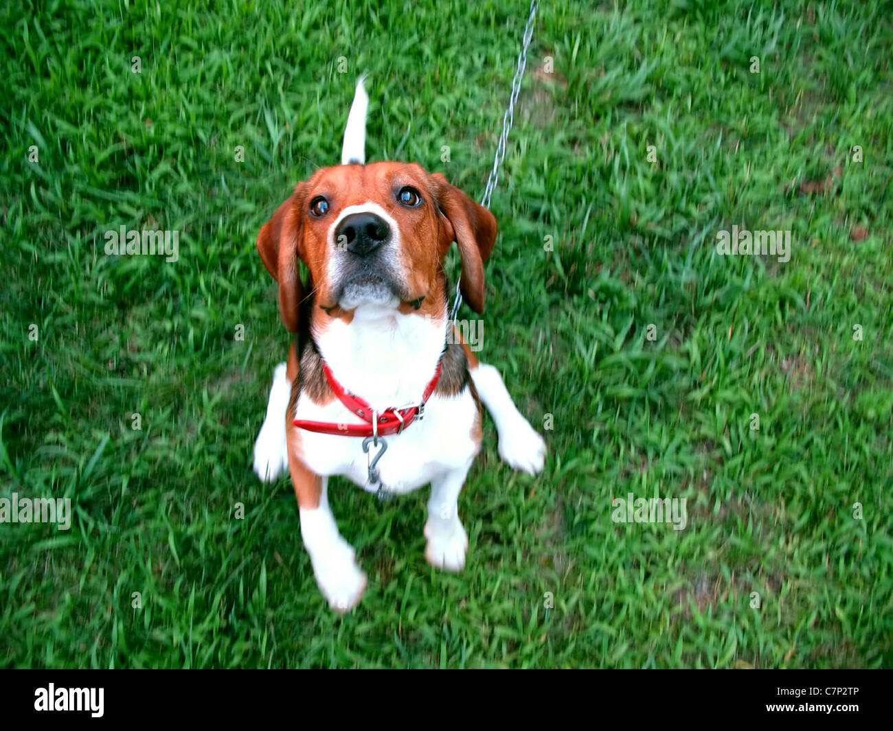 A cute purebred beagle sitting in the process of sitting pretty or ...