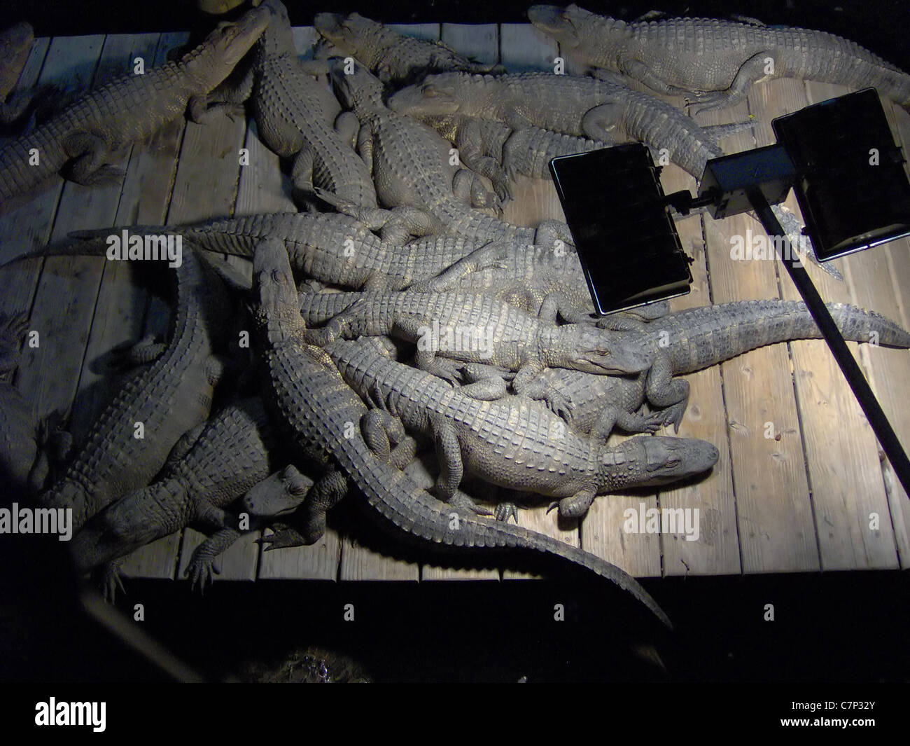 Swamps and gators hi-res stock photography and images - Alamy