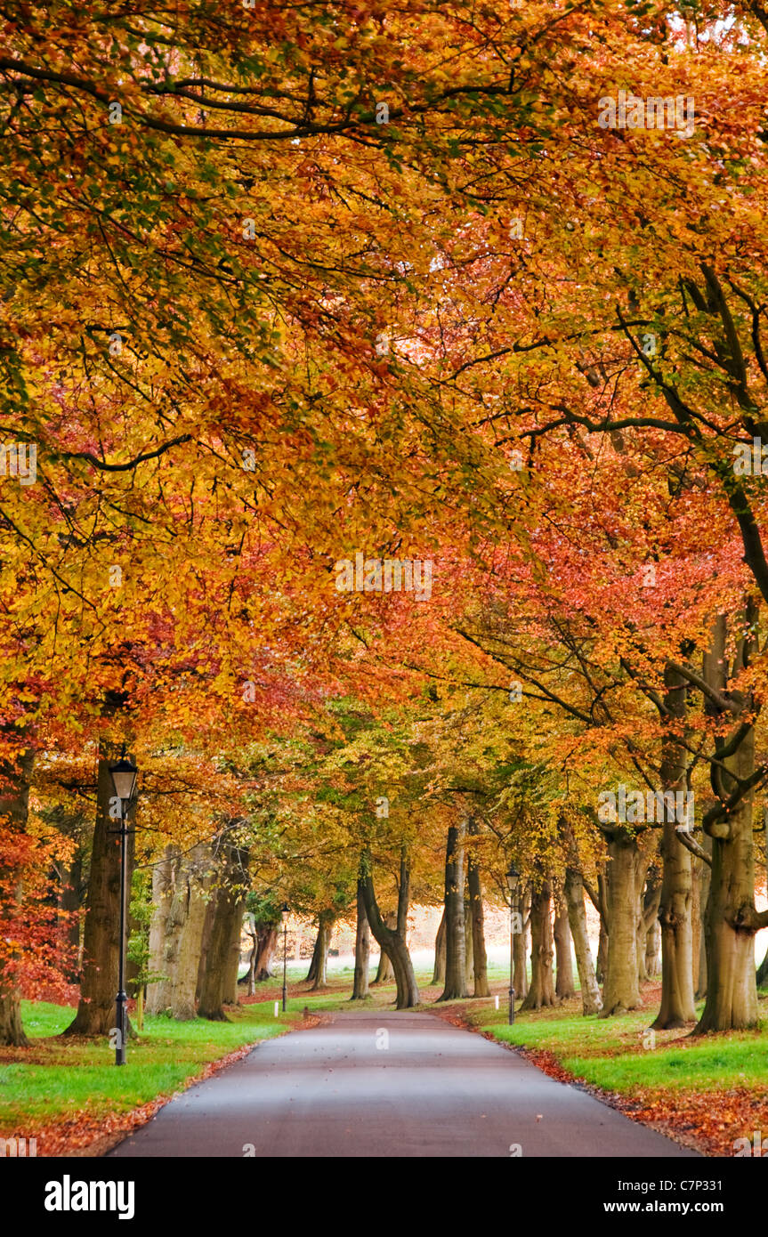 An autumn scene in rural England Stock Photo - Alamy