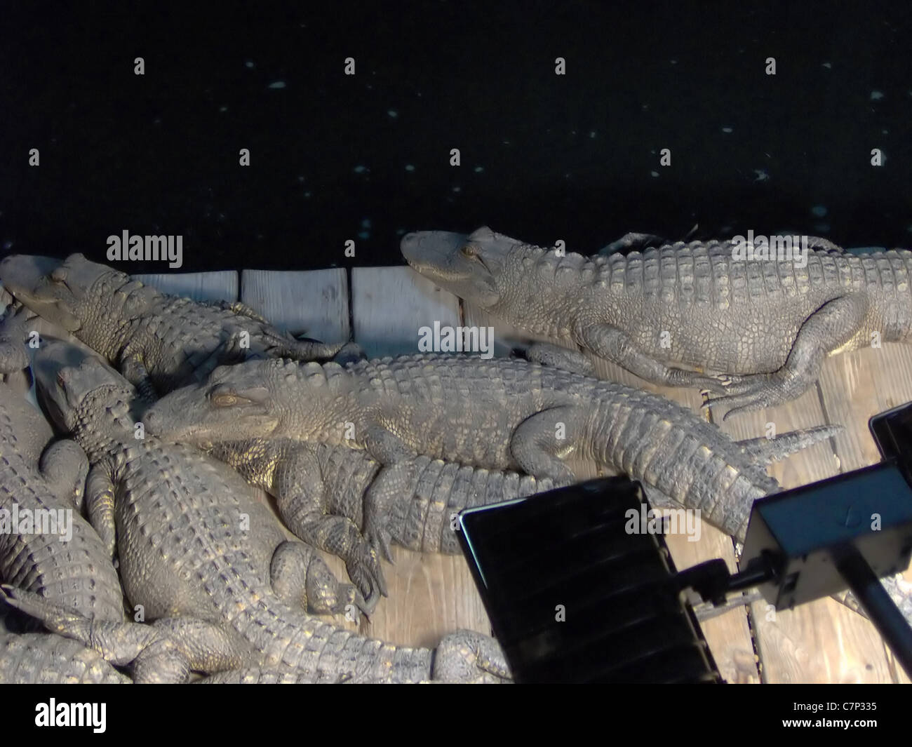 some gators in florida lounging on a floating dock Stock Photo - Alamy