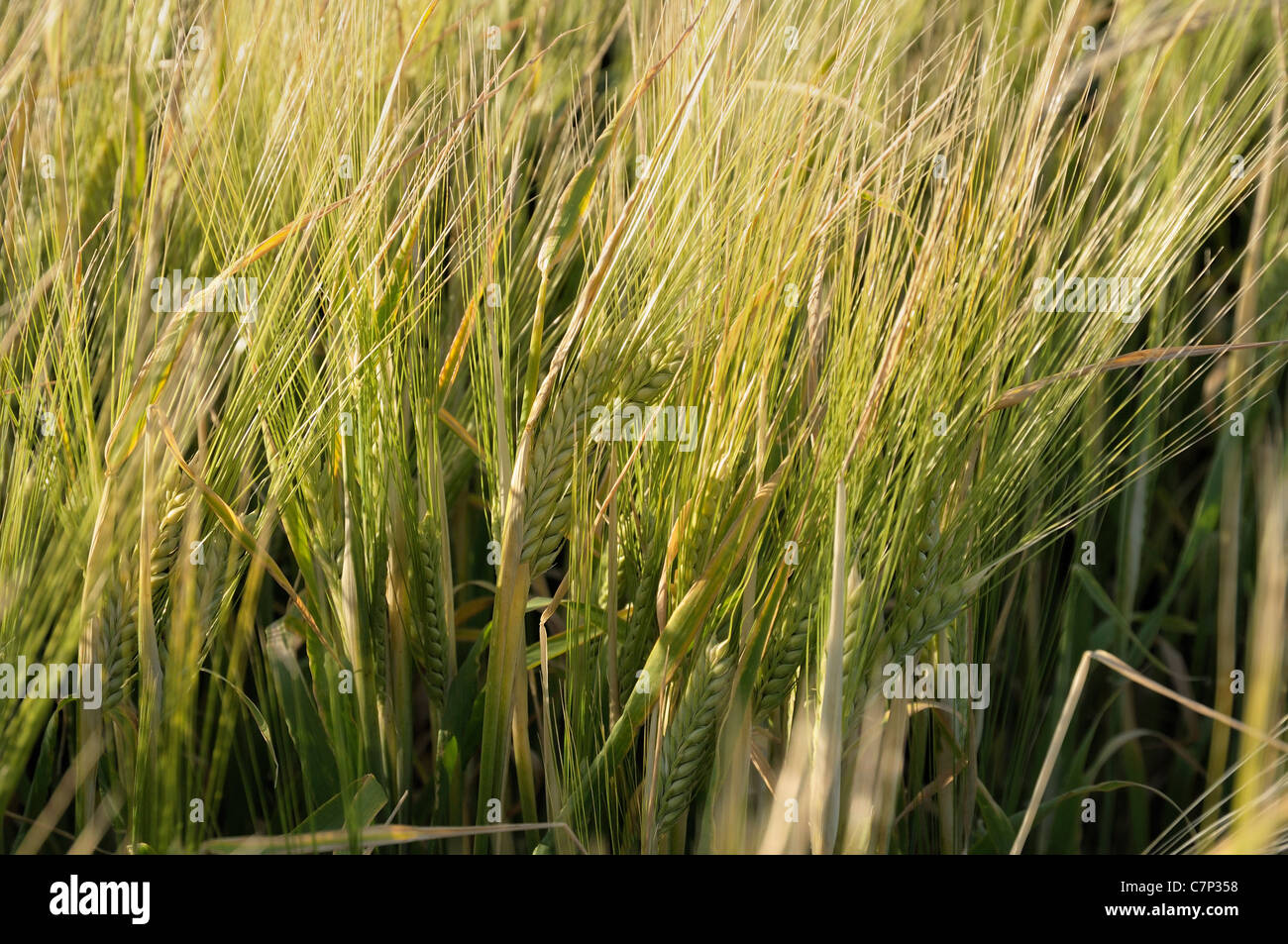 Field prairies canada wheat hi-res stock photography and images - Alamy