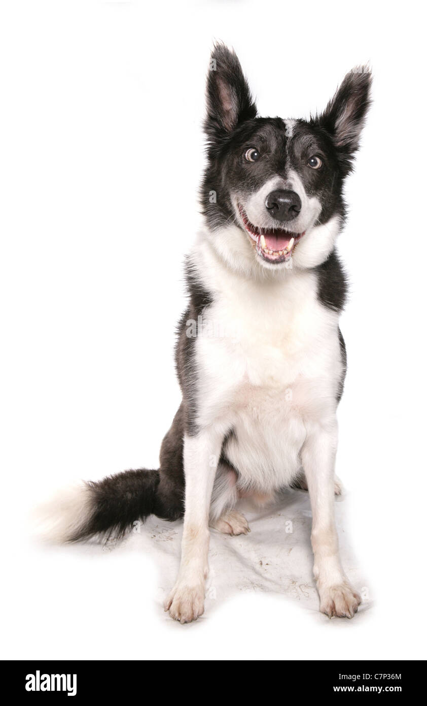 Mongral hi-res stock photography and images - Alamy