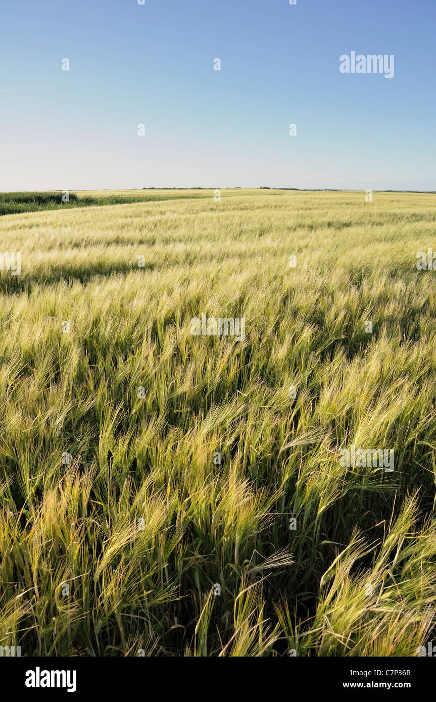 Saskatchewan wheat field hi-res stock photography and images - Alamy