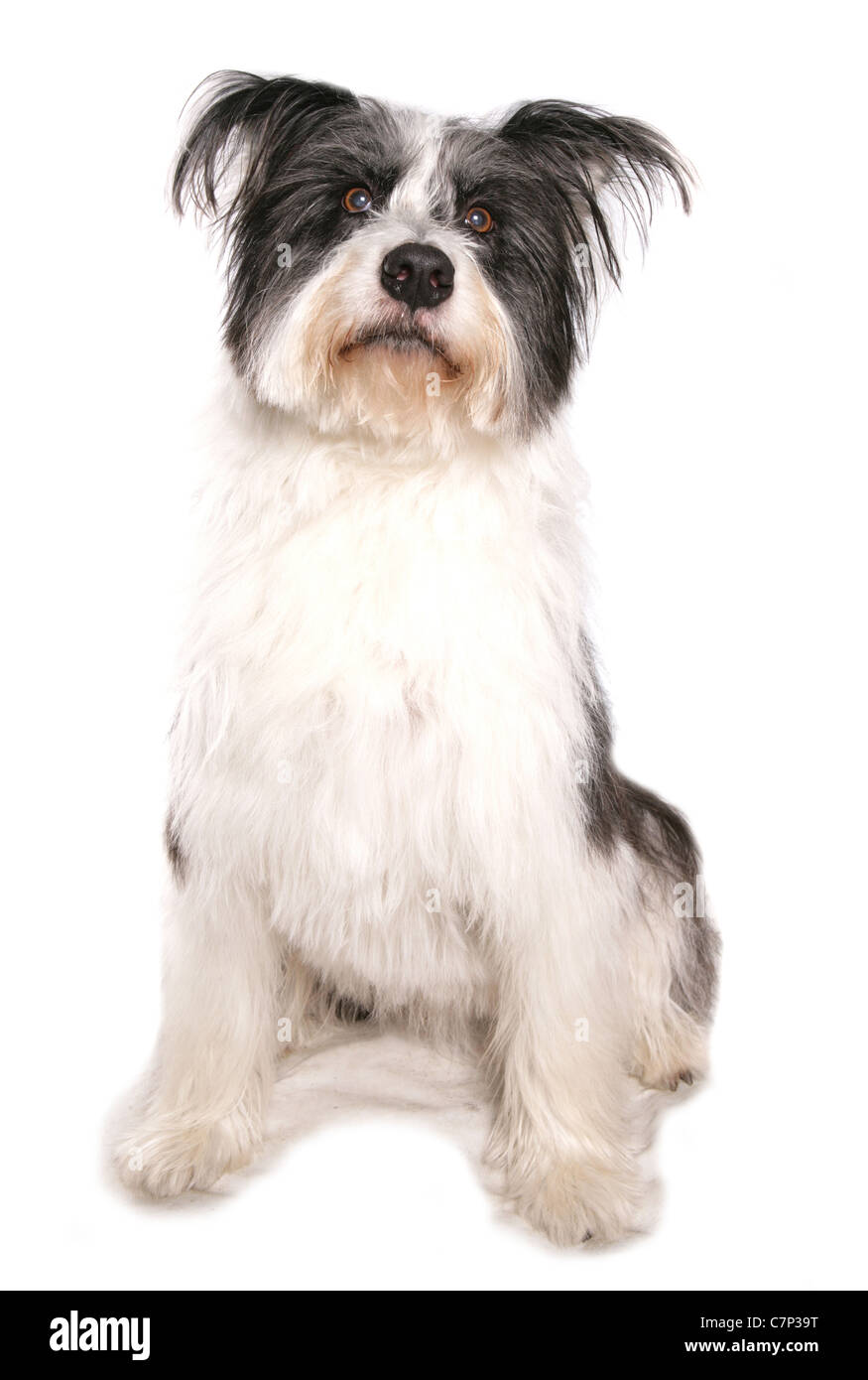 Bearded collie Single adult sitting in a studio UK Stock Photo - Alamy