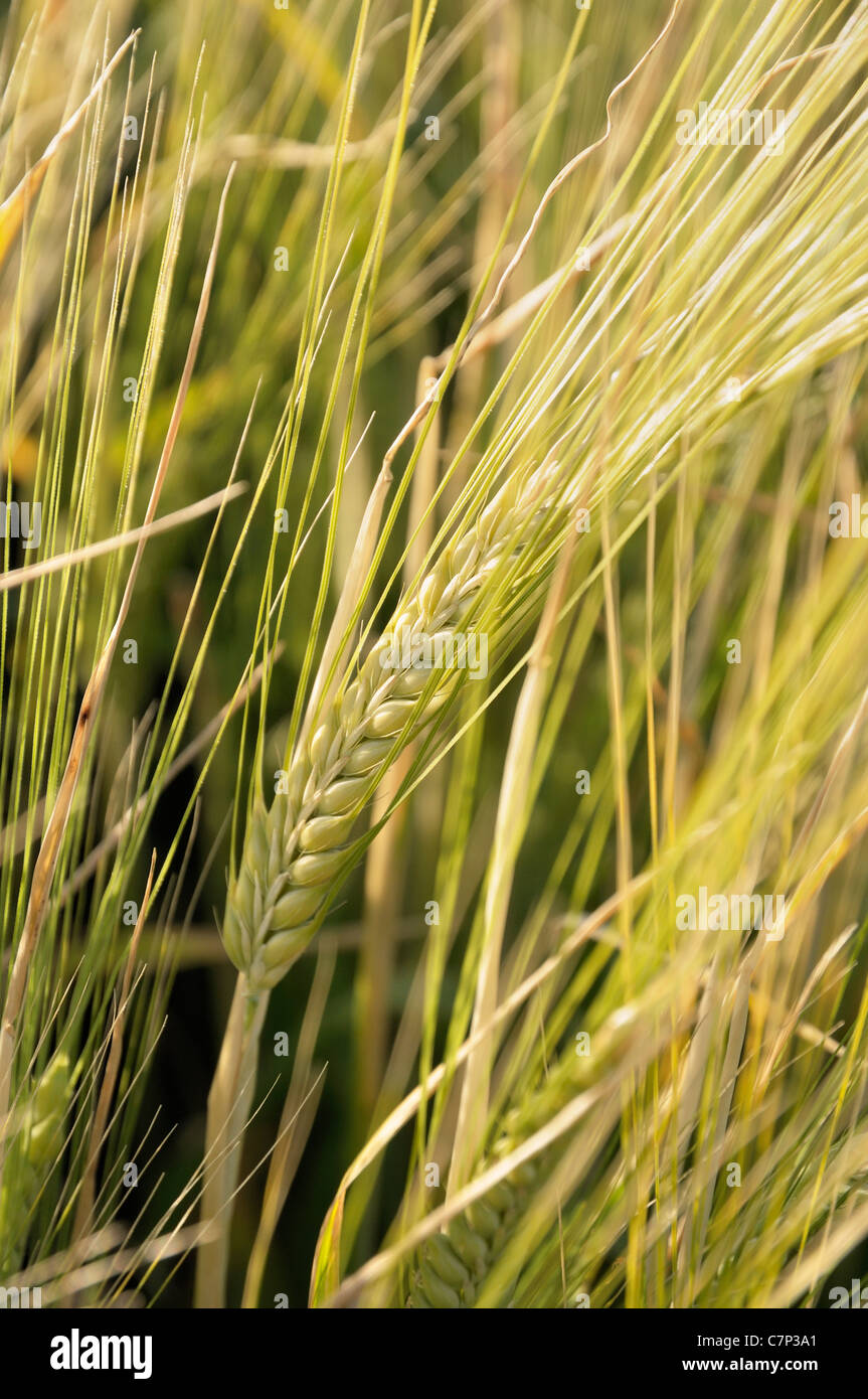 Field Prairies Canada Wheat High Resolution Stock Photography and ...