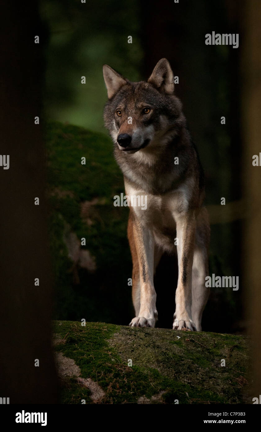 European grey wolf Stock Photo - Alamy