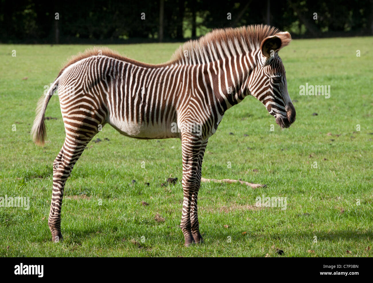 Grevys Zebra Foal Equus Grevyi Stock Photos & Grevys Zebra Foal Equus ...