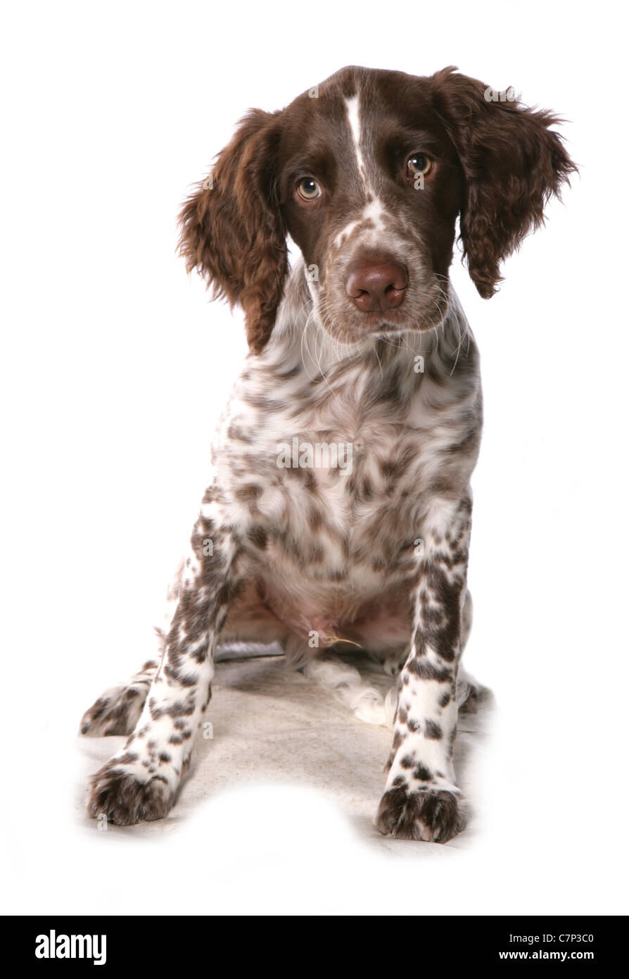 Springer spaniel Single puppy sitting in a studio UK Stock Photo - Alamy
