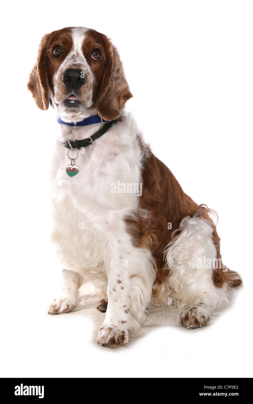Welsh springer spaniel hi-res stock photography and images - Alamy
