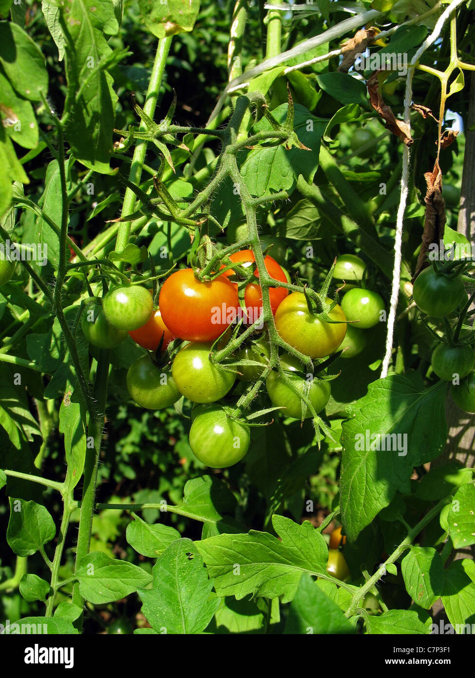 Some fresh grown tomatoes ripening right on the vine Stock Photo - Alamy