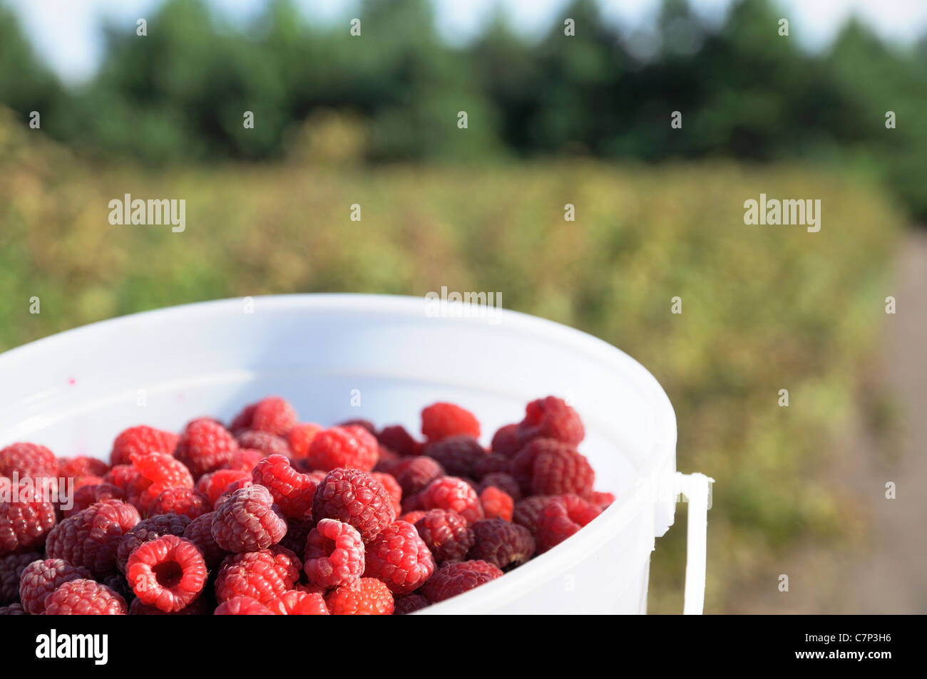 U pick raspberry hi-res stock photography and images - Alamy