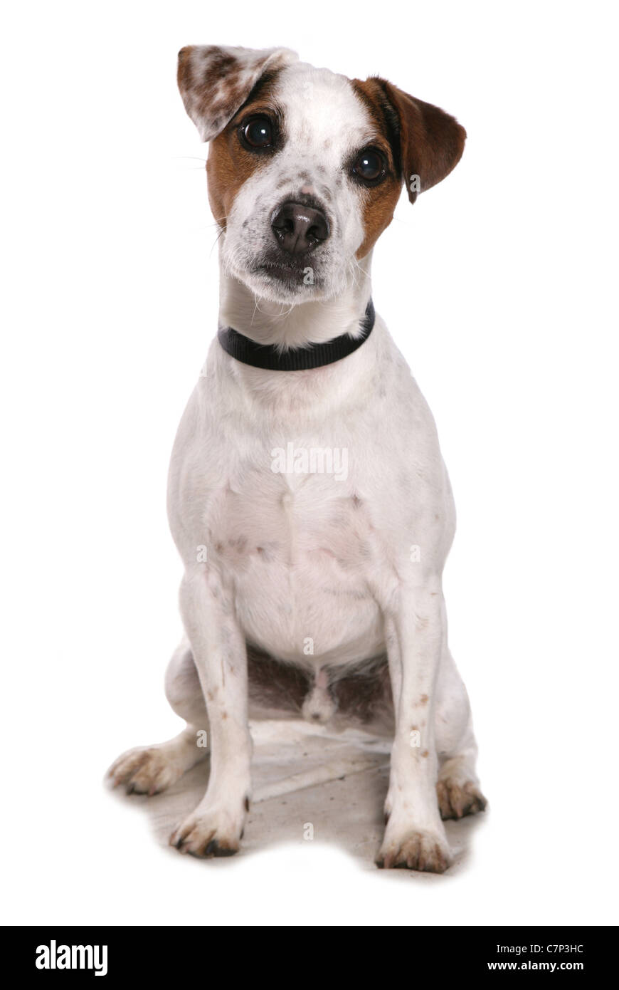 Jack russell terrier Single adult sitting in a studio UK Stock Photo ...