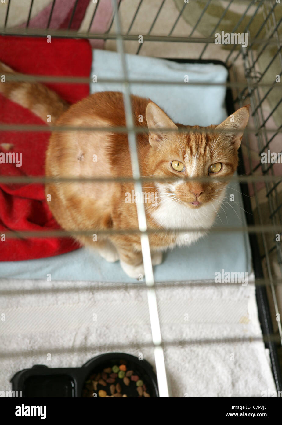 Injured cat hi-res stock photography and images - Alamy