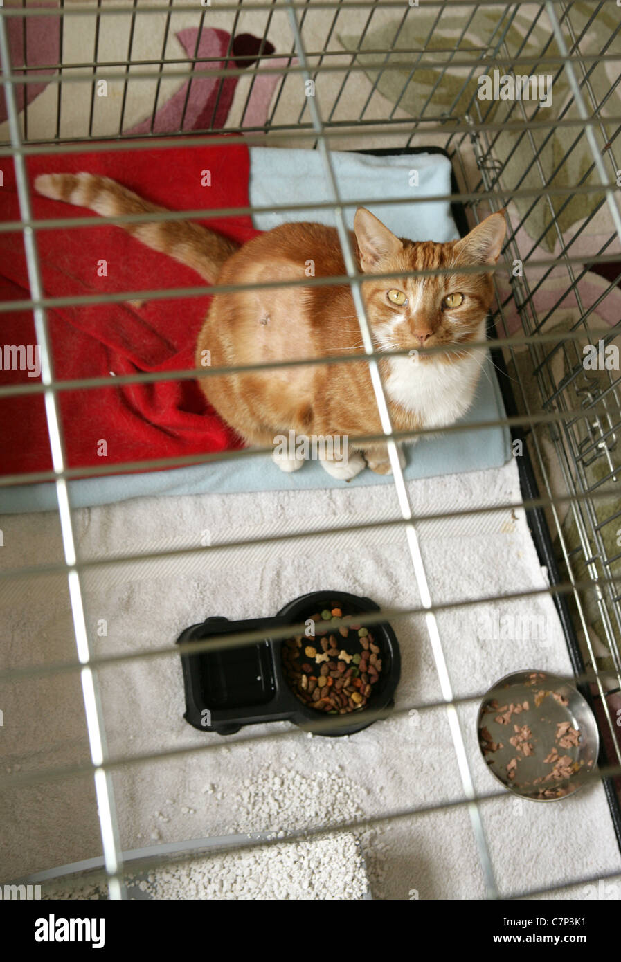 Injured cat hi-res stock photography and images - Alamy