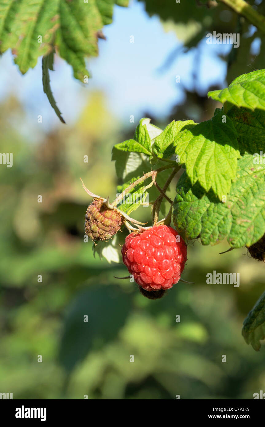 U pick raspberry hi-res stock photography and images - Alamy