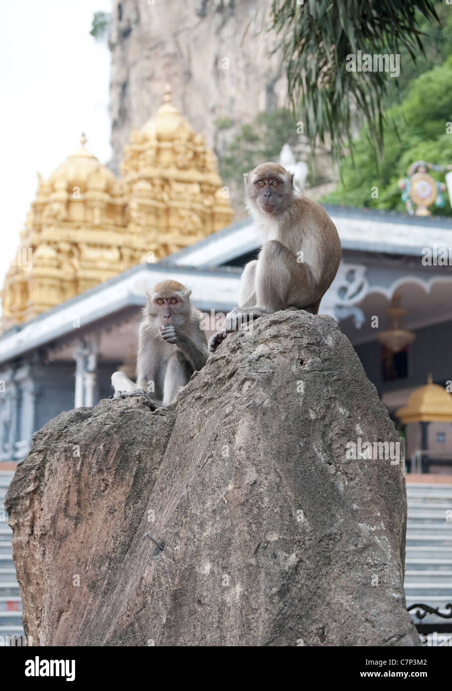 Batu caves monkeys hi-res stock photography and images - Alamy